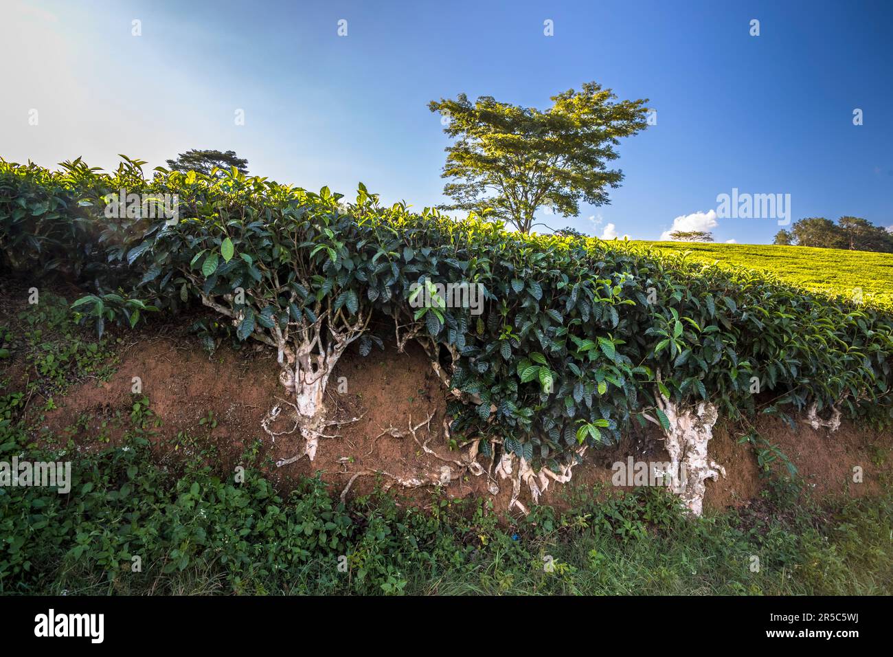 Side view (cross section) of a tea field on Satemwa Estate with shade ...