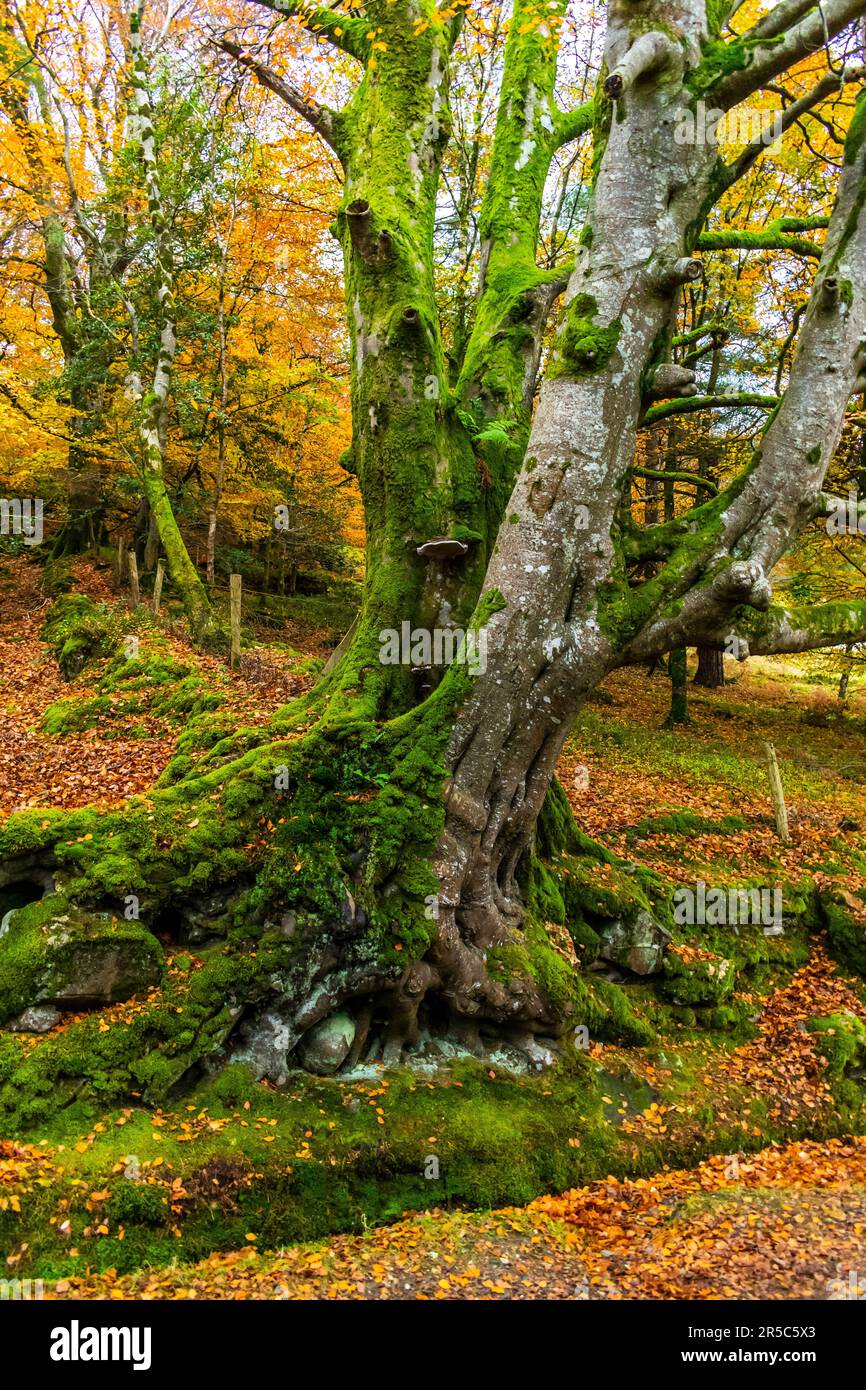 Lush green base adorned hi-res stock photography and images - Alamy