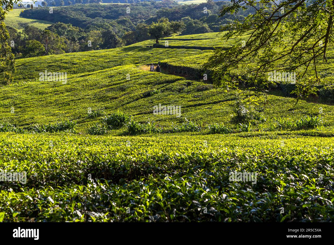 View over tea fields and adjacent forest on Satemwa Estate. The ...