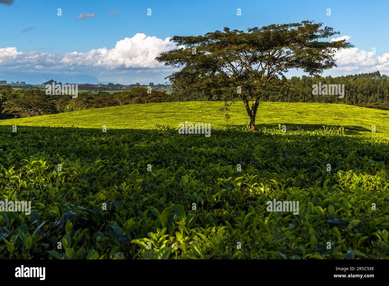 Tea field with shade tree from the genus Albizia Gummifera, umbrella ...