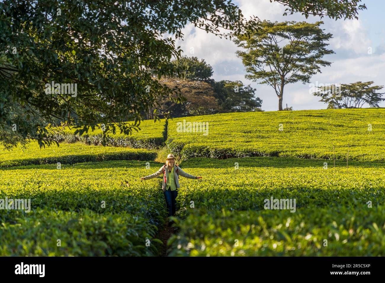 Walk in the tea fields of Satemwa Estate in the Shire Highlands. The ...