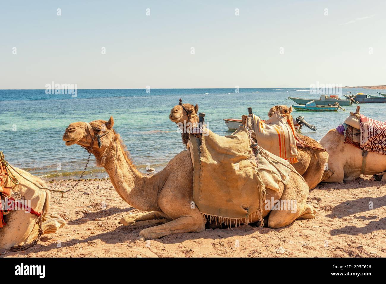 Camels on the shore of the Red Sea in the Gulf of Aqaba. Dahab, Egypt Stock Photo - Alamy
