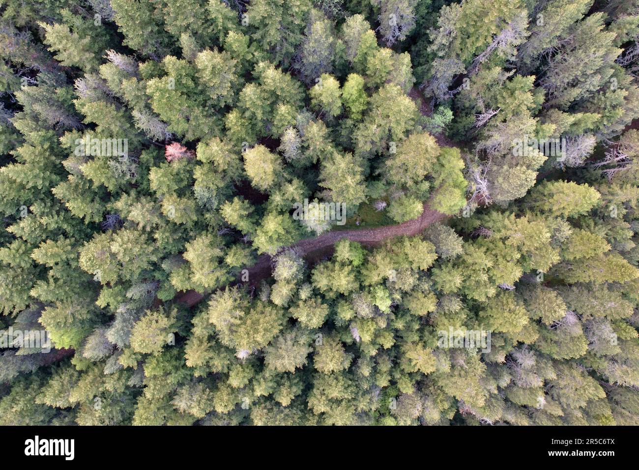 An aerial view of a forestry road surrounded by a lush deciduous forest ...