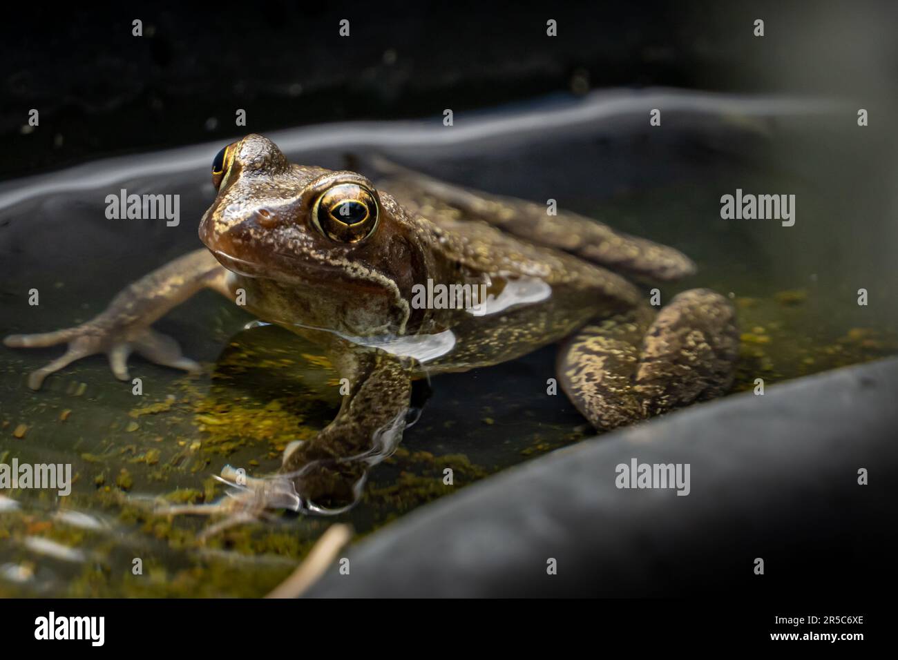 Amphibianhabitat hi-res stock photography and images - Alamy