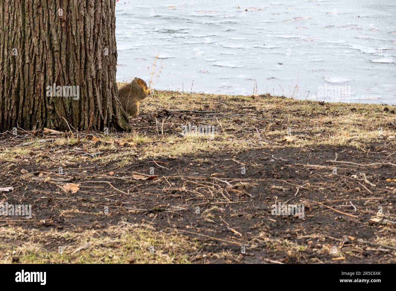 A lone tree stands in a barren landscape with its trunk stretched out ...
