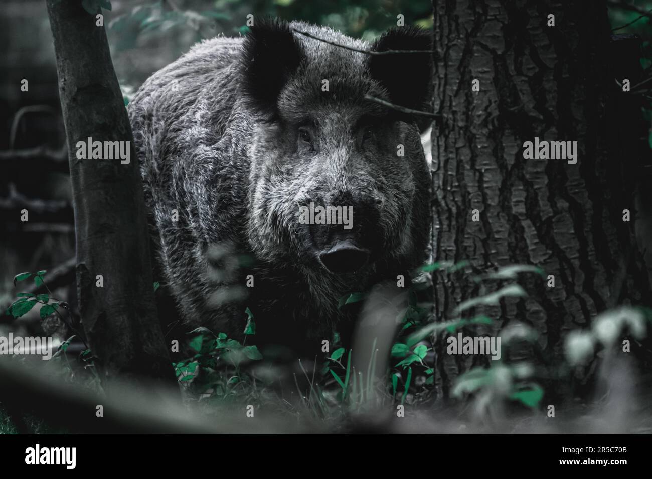 A large pig stands in a forest environment amongst a variety of tree ...