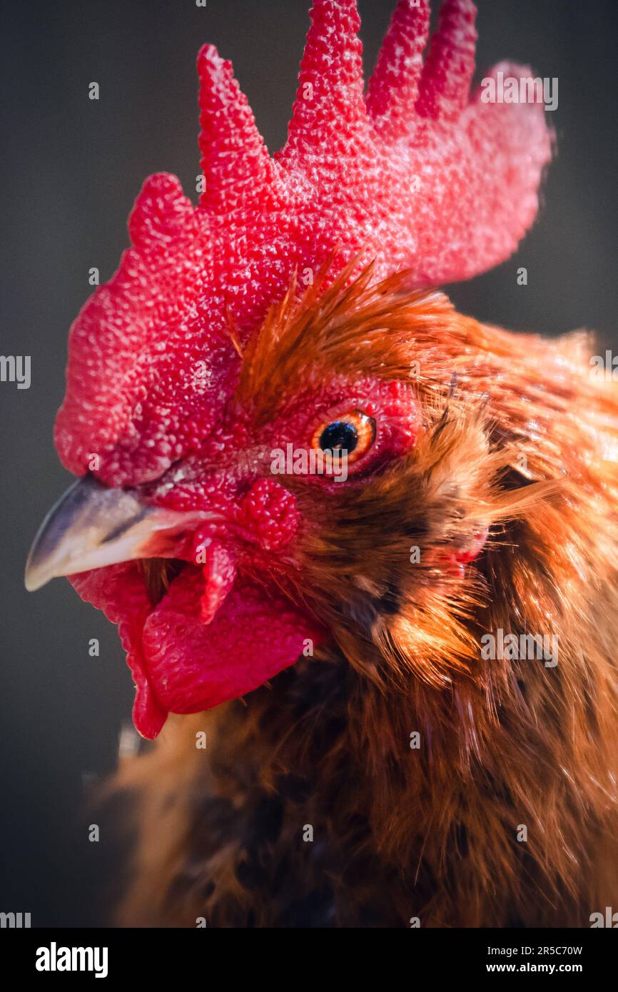 A close-up view of a red chicken, looking directly into the lens of the ...