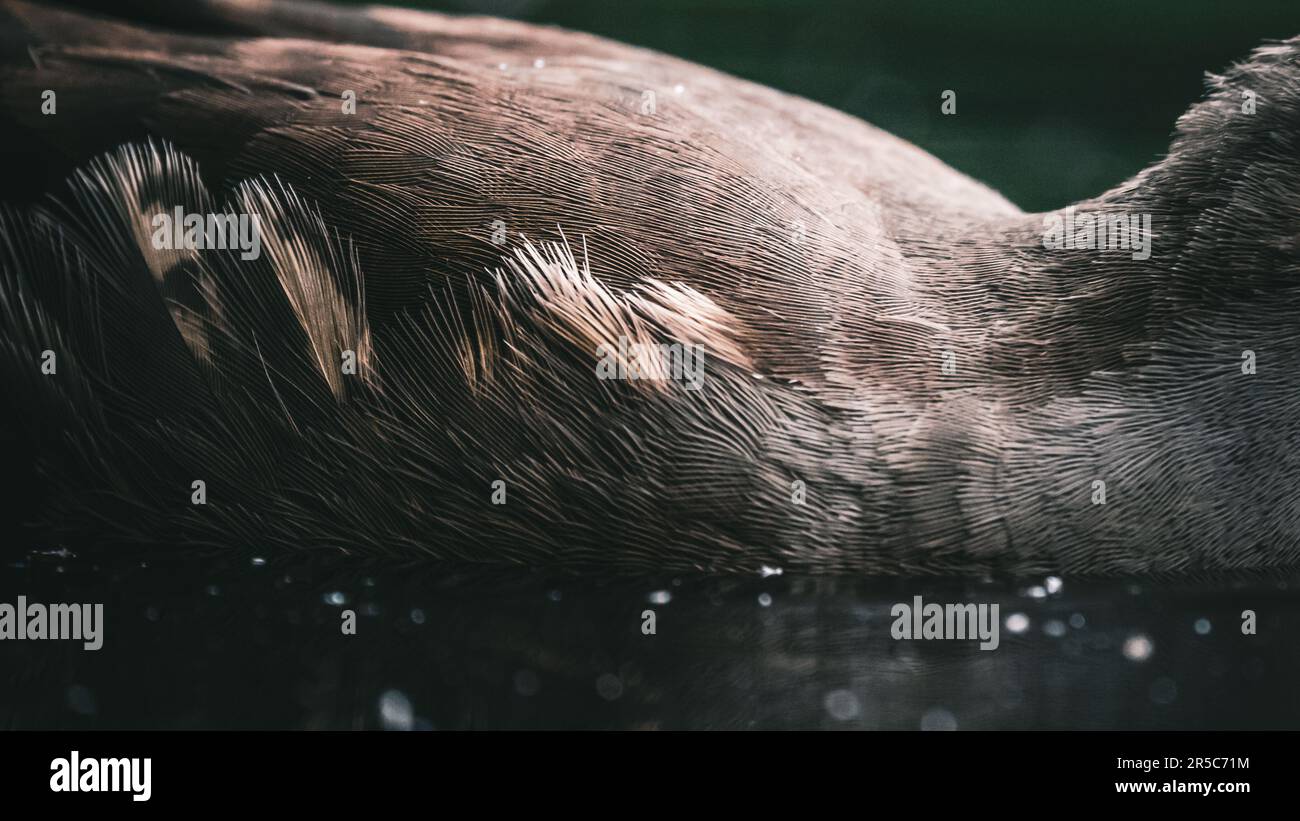 This image features a single duck floating placidly on a calm body of ...