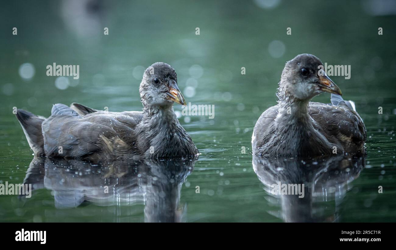 Two common moorhens: waterhen or swamp chickens in a water environment ...
