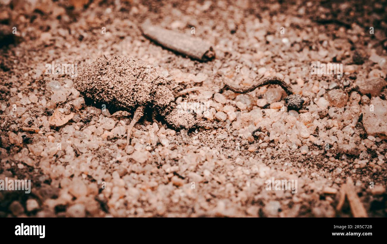 A small brown insect is seen scurrying through a sandy dirt surface ...