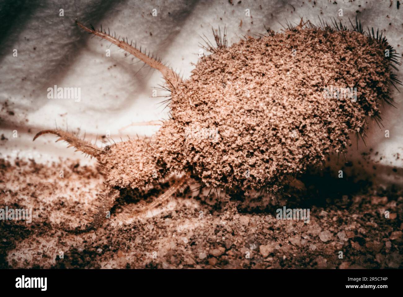 A brown and withered plant lies on a white cloth, its leaves and stems ...