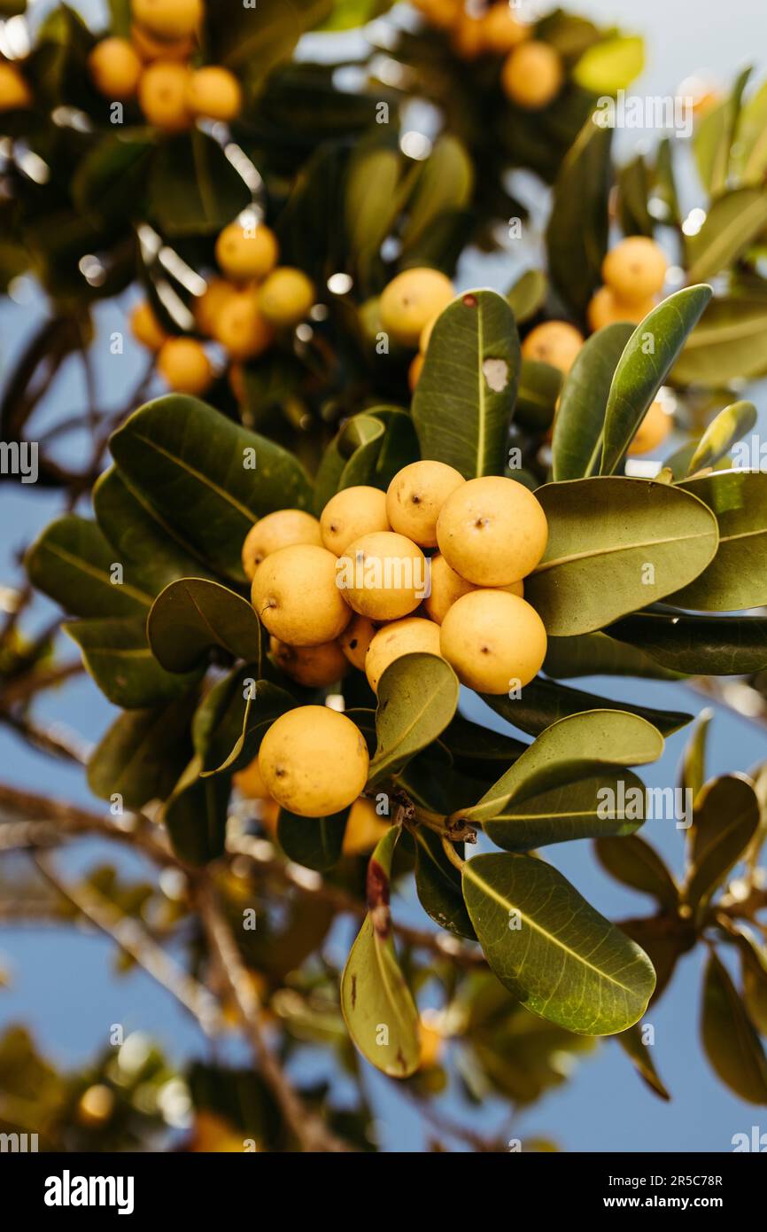 A high-resolution photograph of a Manilkara bidentata tree, showing its ...