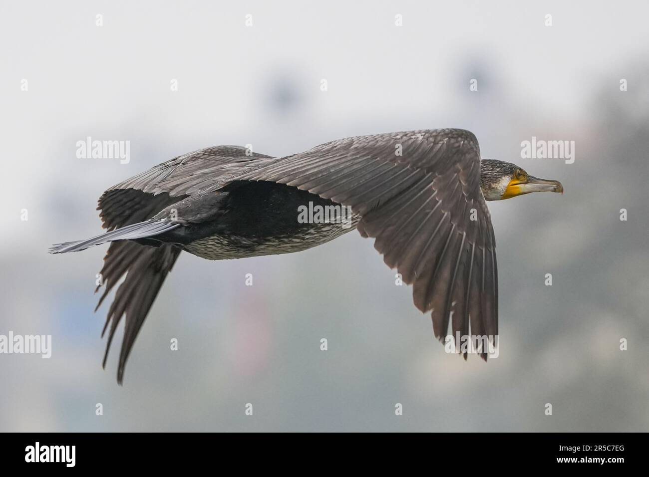 A majestic bird soaring through the sky with its wings outstretched ...