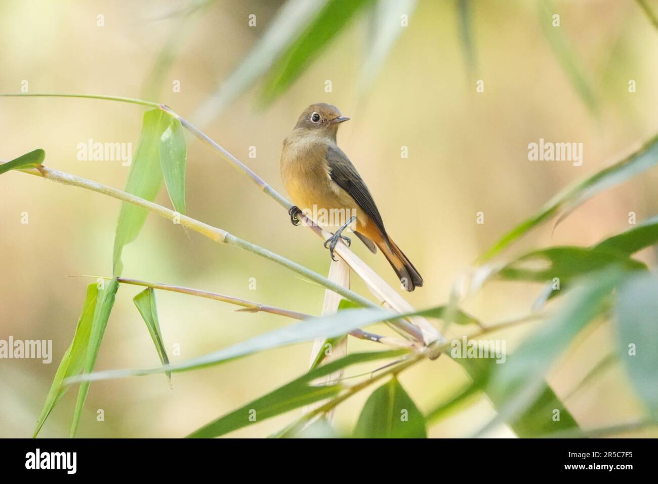 A cheerful yellow bird perched atop a sun-dappled tree branch ...