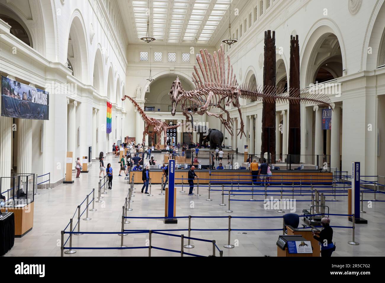 The 46 foot long cast of a Spinosaurus suspended high above the Field ...