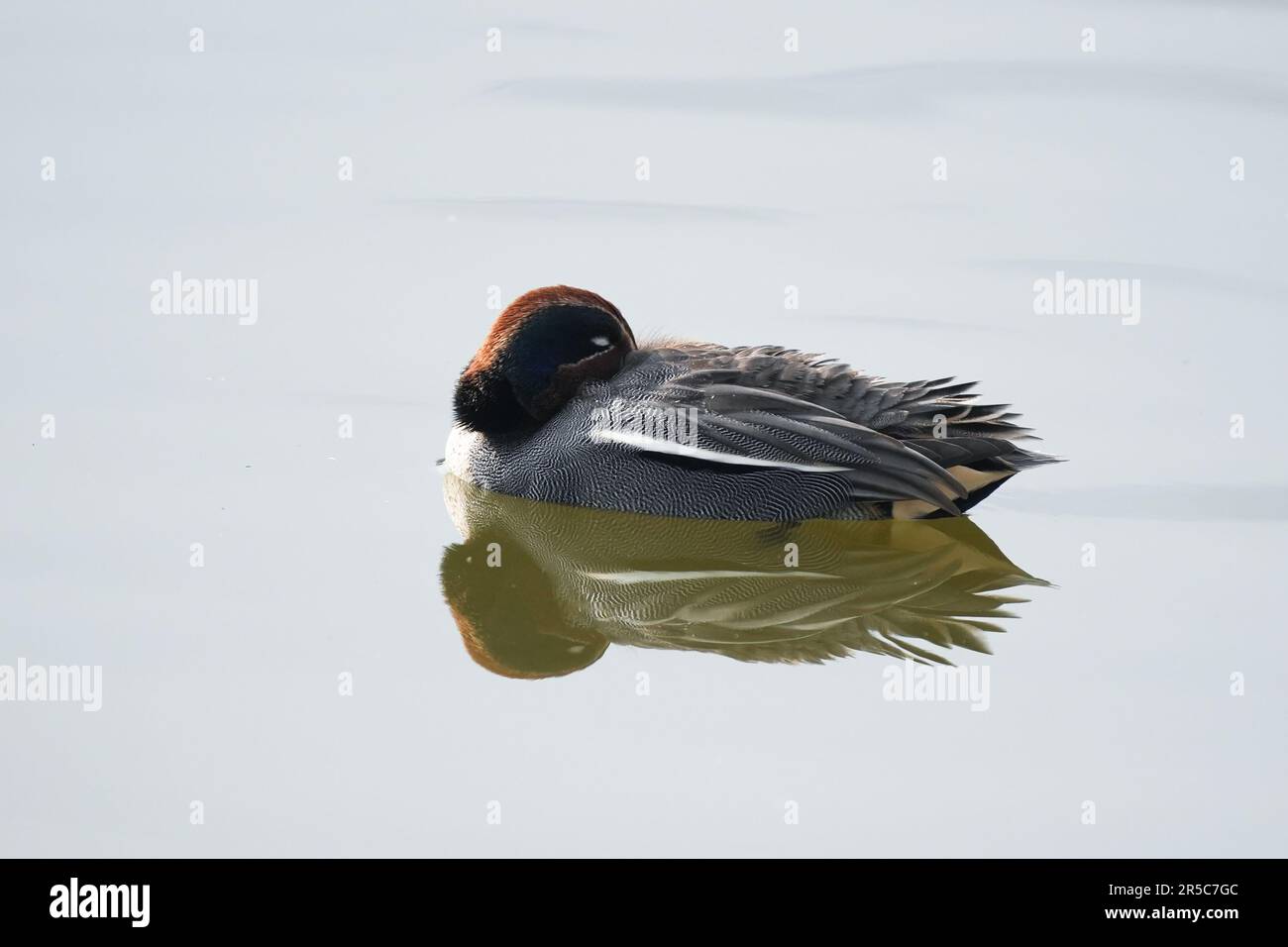 An animal swimming in a tranquil body of water, its reflection mirrored ...