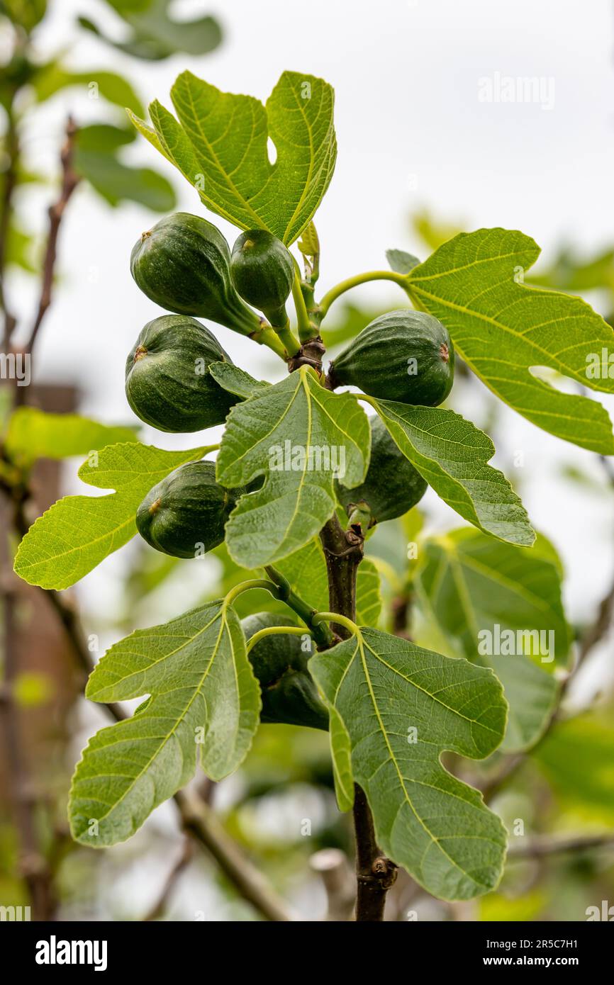 Figs growing on a ficus carica tree, with a shallow depth of field ...