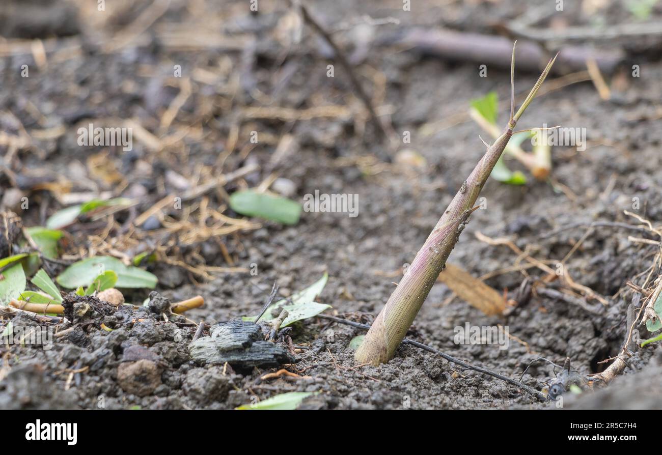 Emerging Green: Sprout of a Young Bamboo Plant in the Garden Stock ...