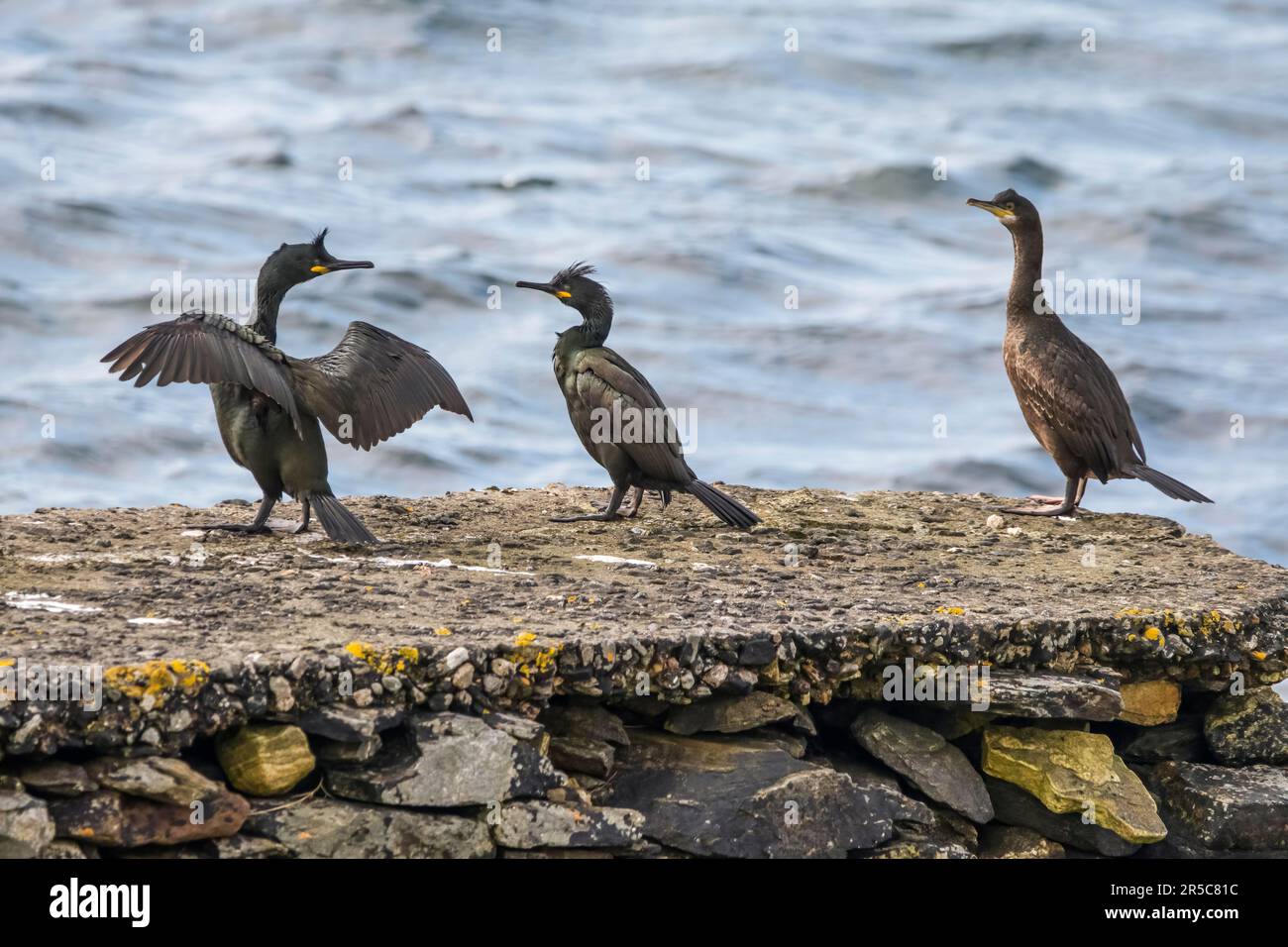 Shags with young hi-res stock photography and images - Alamy