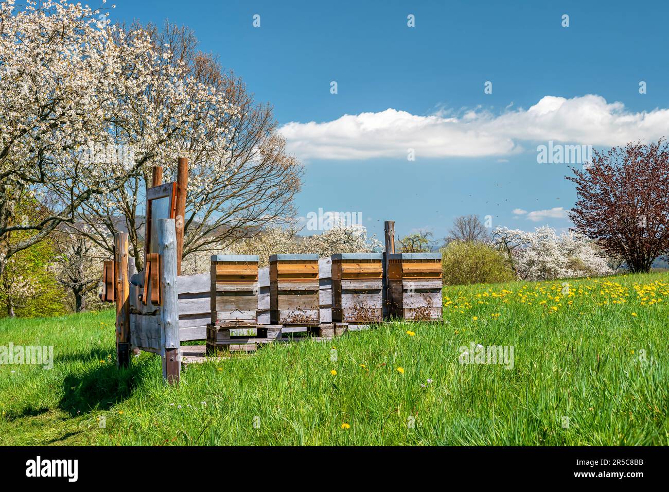 Bee house with four beehives on meadow with blossoming cherry trees ...