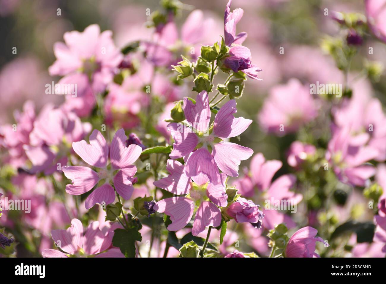 Stockrose hi-res stock photography and images - Alamy