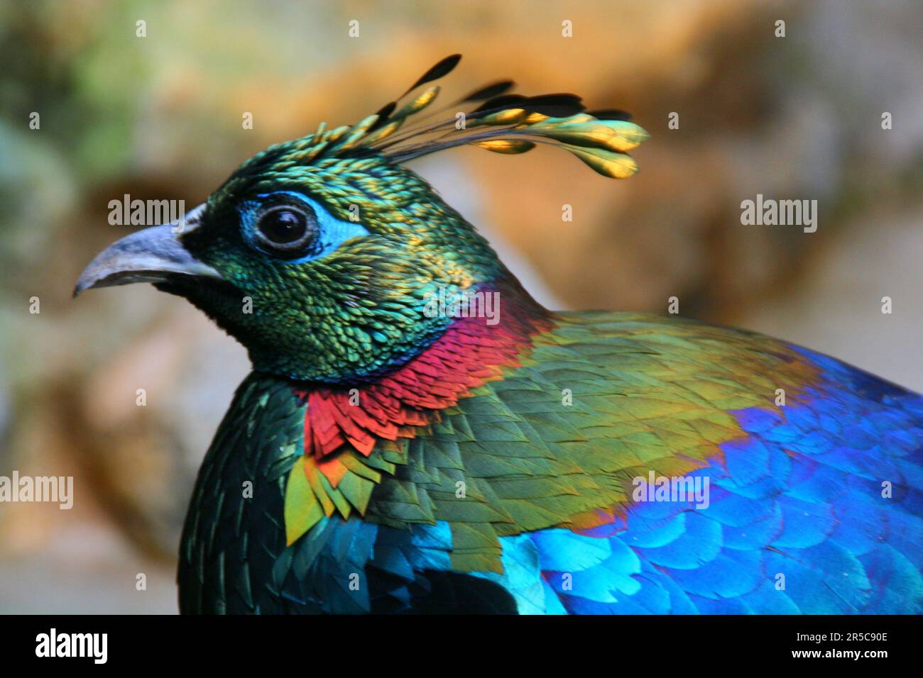 A brightly colored bird with an attractive blue-eyed stare and a yellow ...