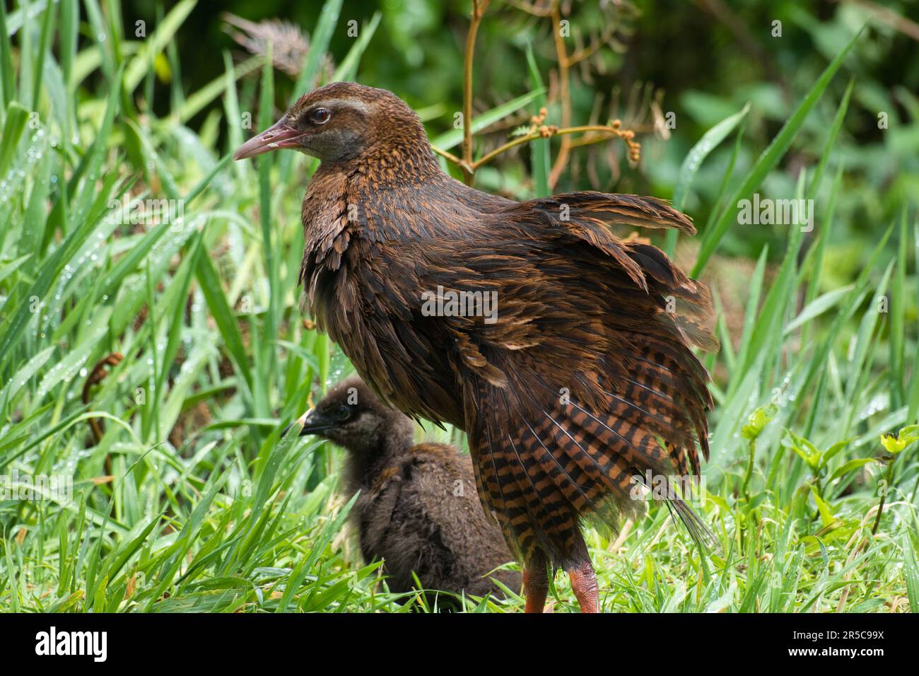 A mother weka bird and its baby bird perched on a grassy field Stock ...