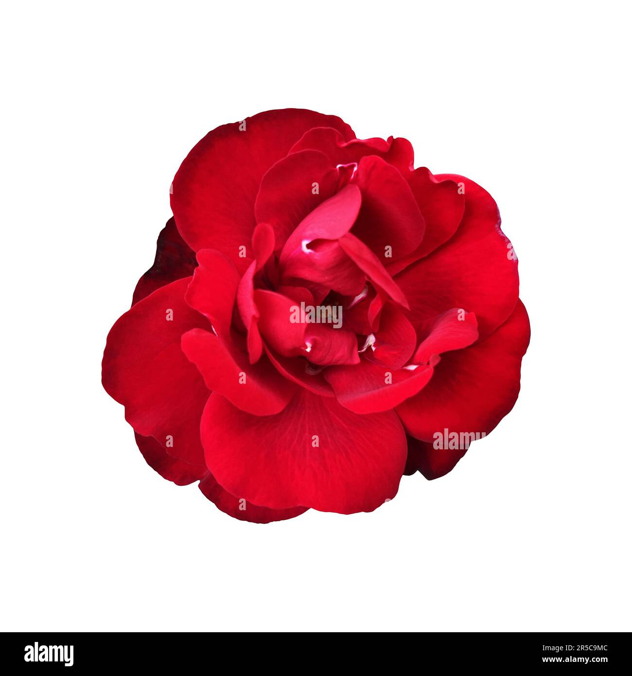 Red isolated rose without leaves delicate flower branch, cutout object ...