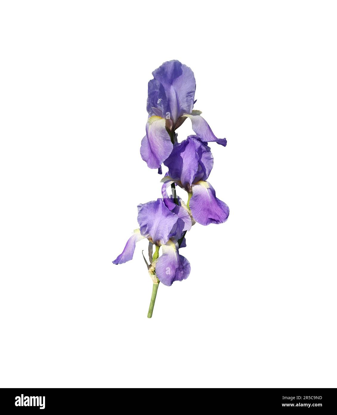 Iris light violet flower with leaves close-up, cutout with clipping ...