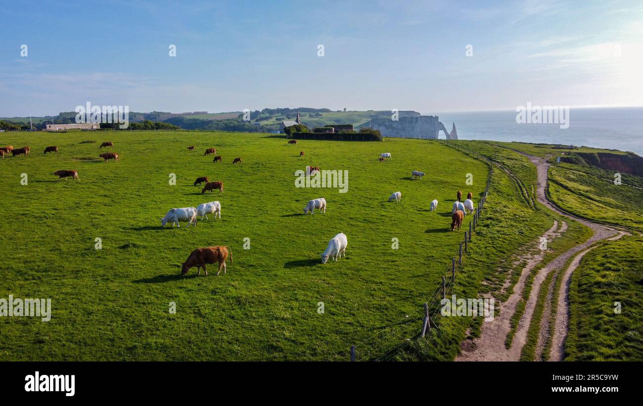 Aerial view on rural idyllic landscape with grazing cows on green fresh ...