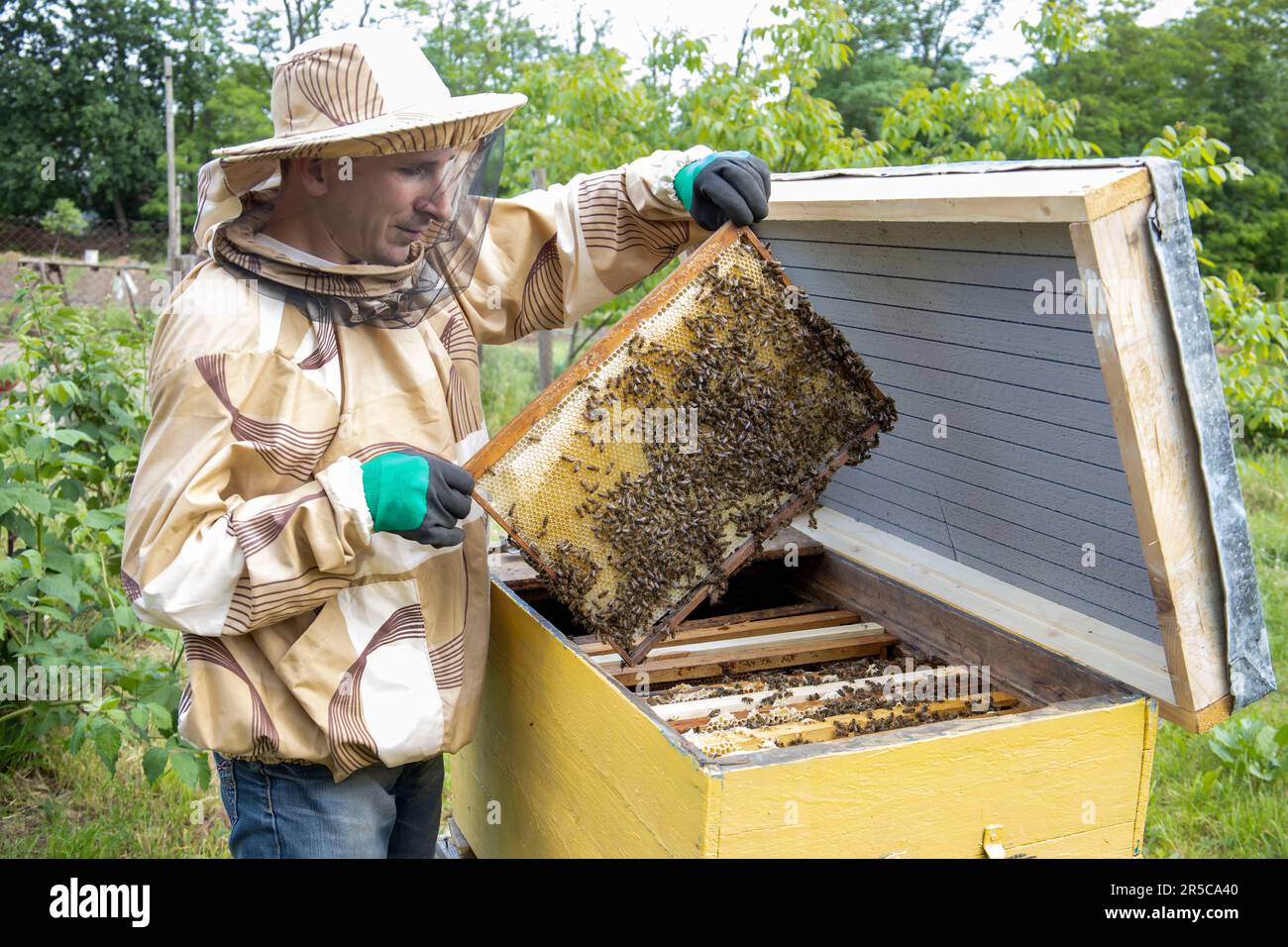 Beekeeper checking hive hi-res stock photography and images - Alamy