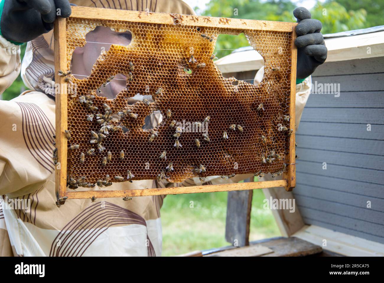 Beekeeper checking hives in hi-res stock photography and images - Alamy