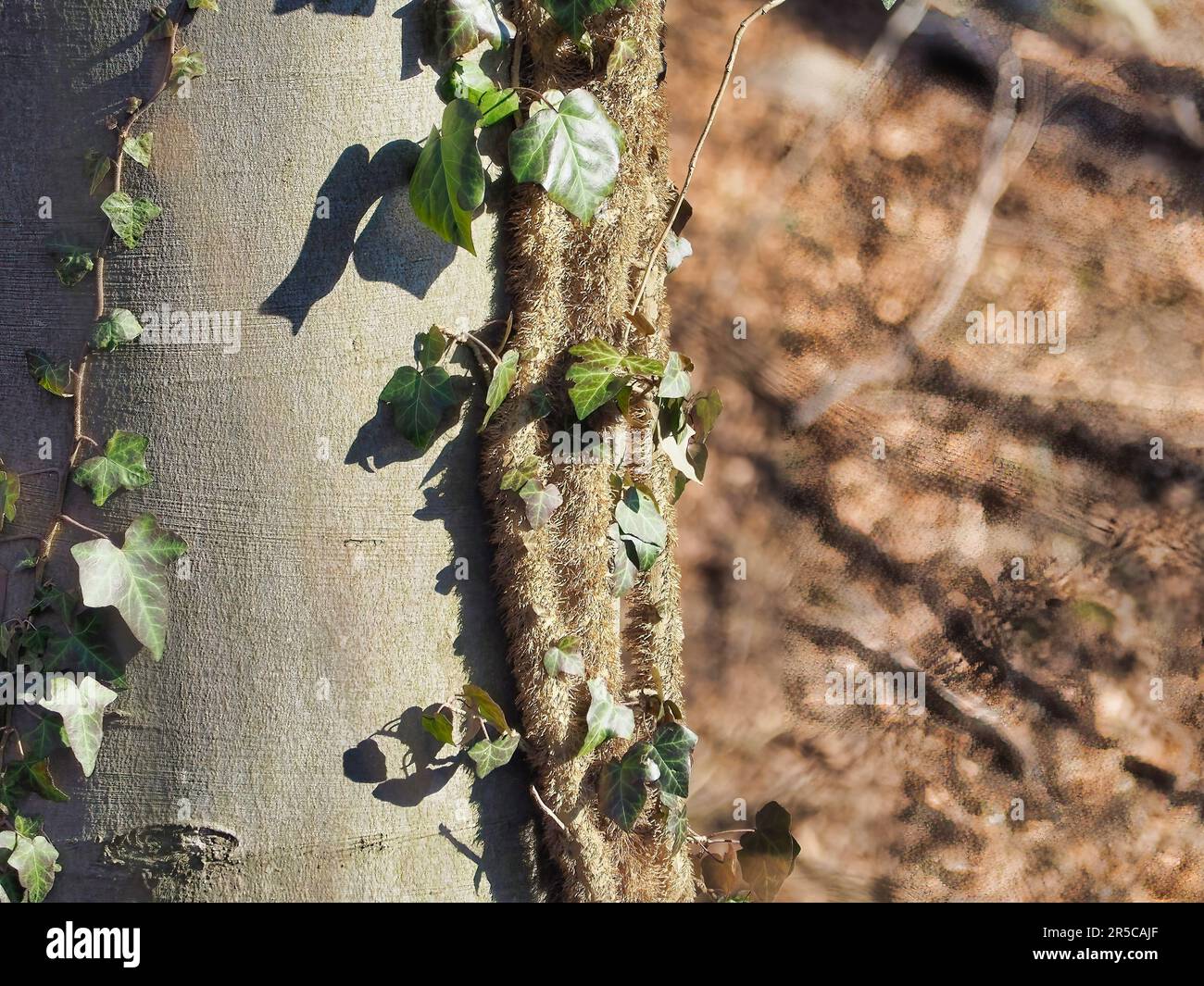 Intertwine tree wrap hi-res stock photography and images - Alamy