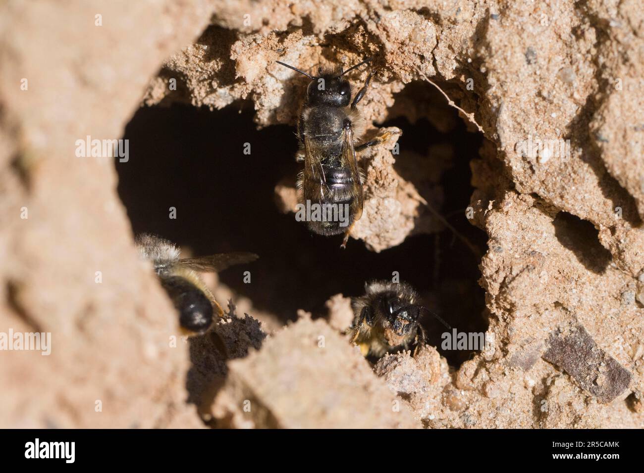 Common narrow bee (Lasioglossum calceatum), Emsland, Lower Saxony ...