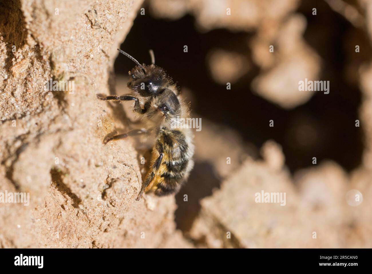 Common narrow bee (Lasioglossum calceatum), Emsland, Lower Saxony ...