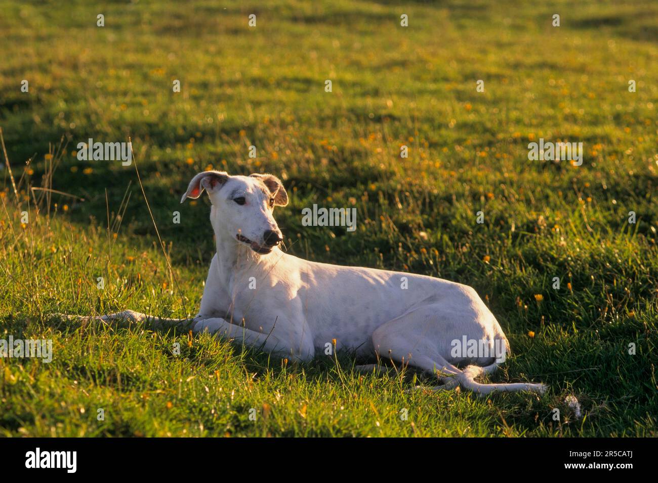 Greyhound breed hi-res stock photography and images - Alamy
