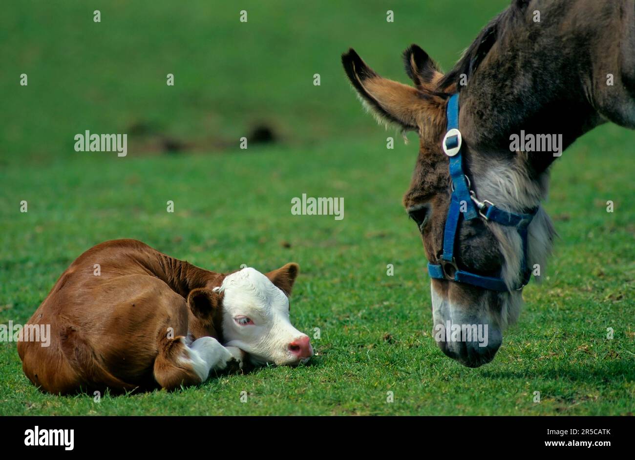 1-day-old bull calf, hind cattle Hind cattle, hind and donkey, domestic ...