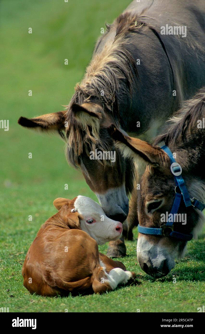 1-day-old bull calf, hind cattle Hind cattle, hind and donkey, domestic ...