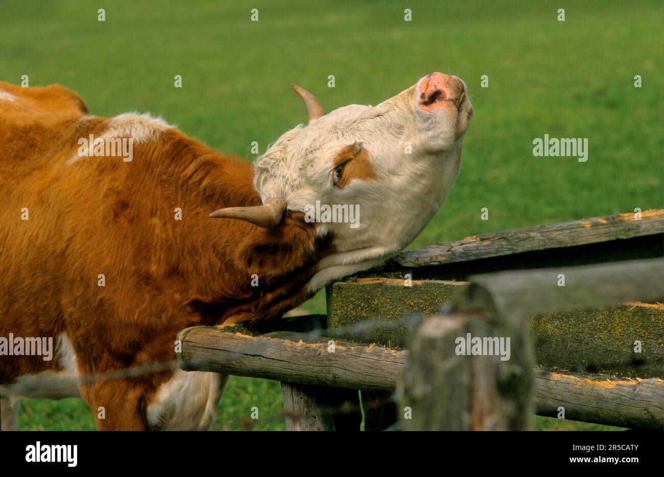 Hinterwaelder hi-res stock photography and images - Alamy