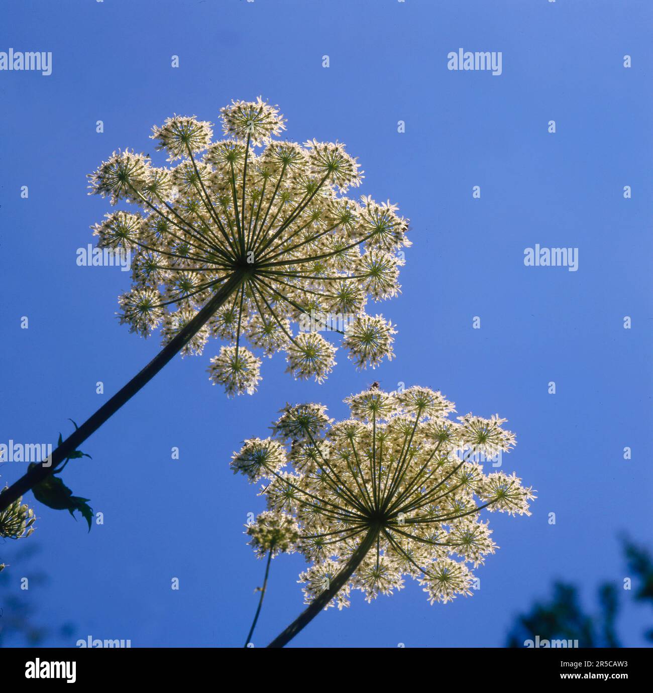 Giant hogweed (Heracleum mantegazzianum), Hercules weed Stock Photo - Alamy