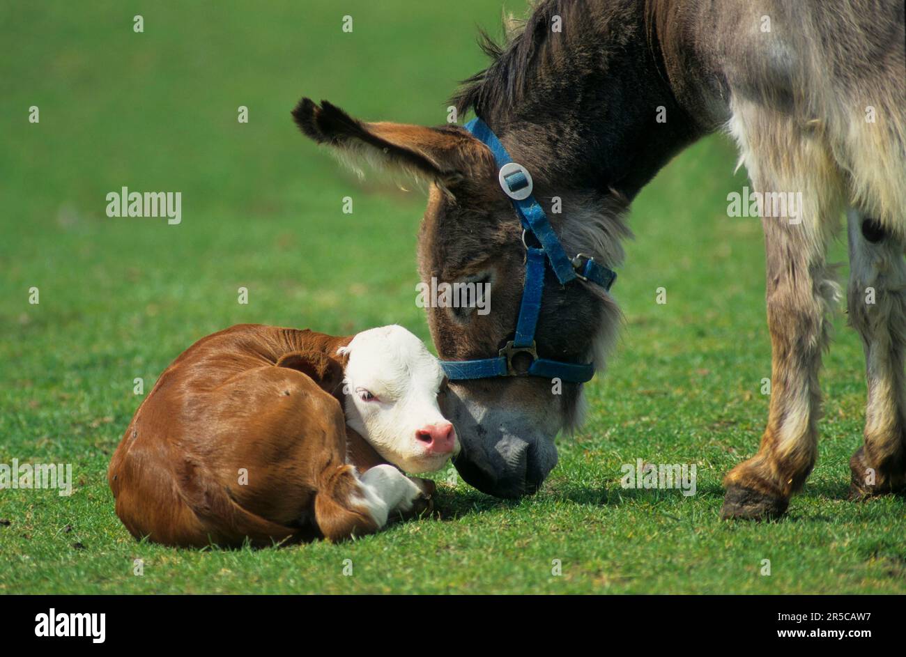 1-day-old bull calf, hind cattle Hind cattle, hind and donkey, domestic ...
