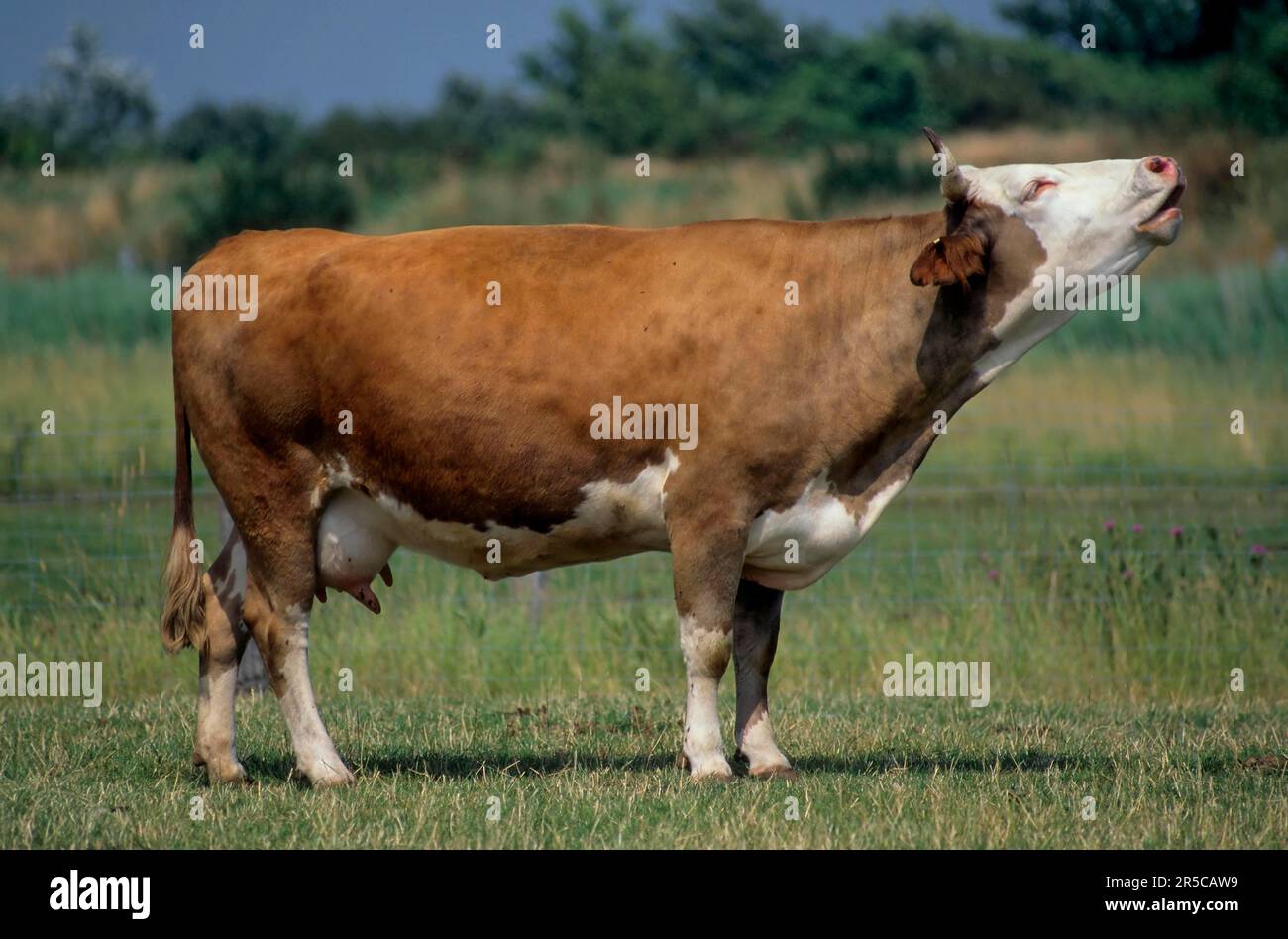 Hinterwaelder hi-res stock photography and images - Alamy