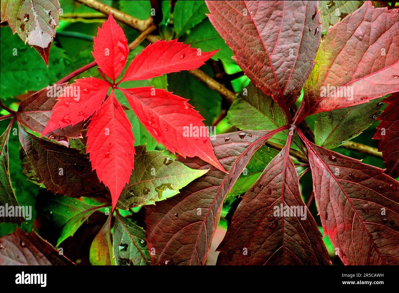 Wild Vine (Vitis vinifera subsp. sylvestris) in Autumn at the House ...