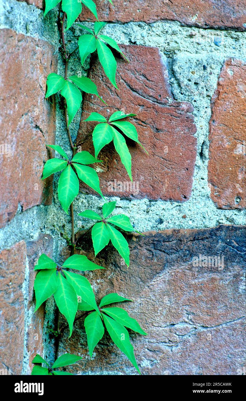 Wild Vine (Vitis vinifera subsp. sylvestris) in Autumn at the House ...
