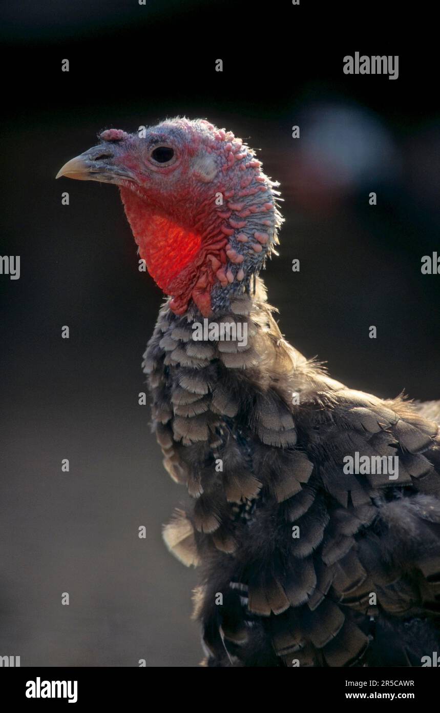 Common turkey (Meleagris gallopavo Stock Photo - Alamy