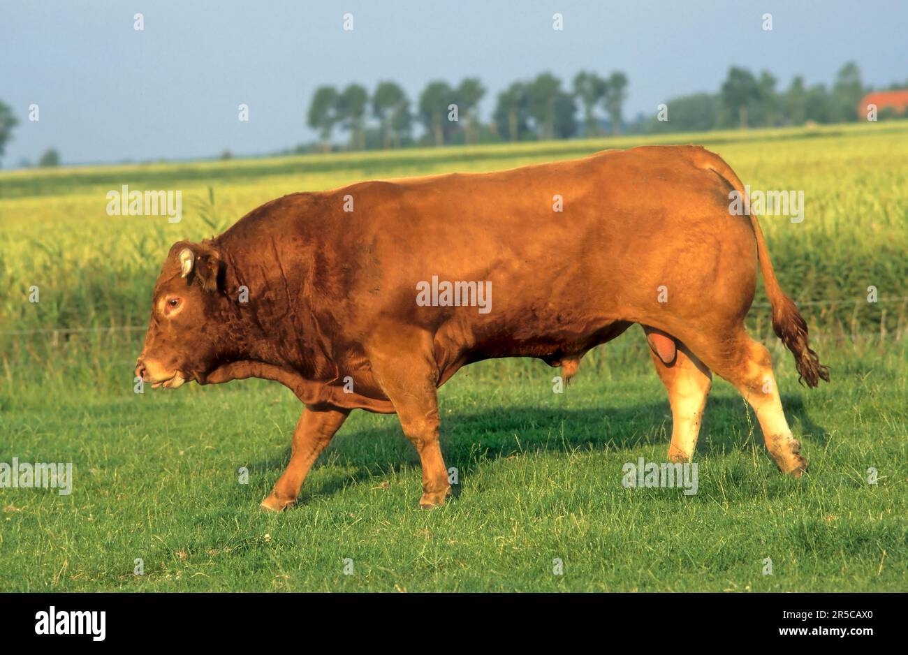 Limousin beef hi-res stock photography and images - Alamy