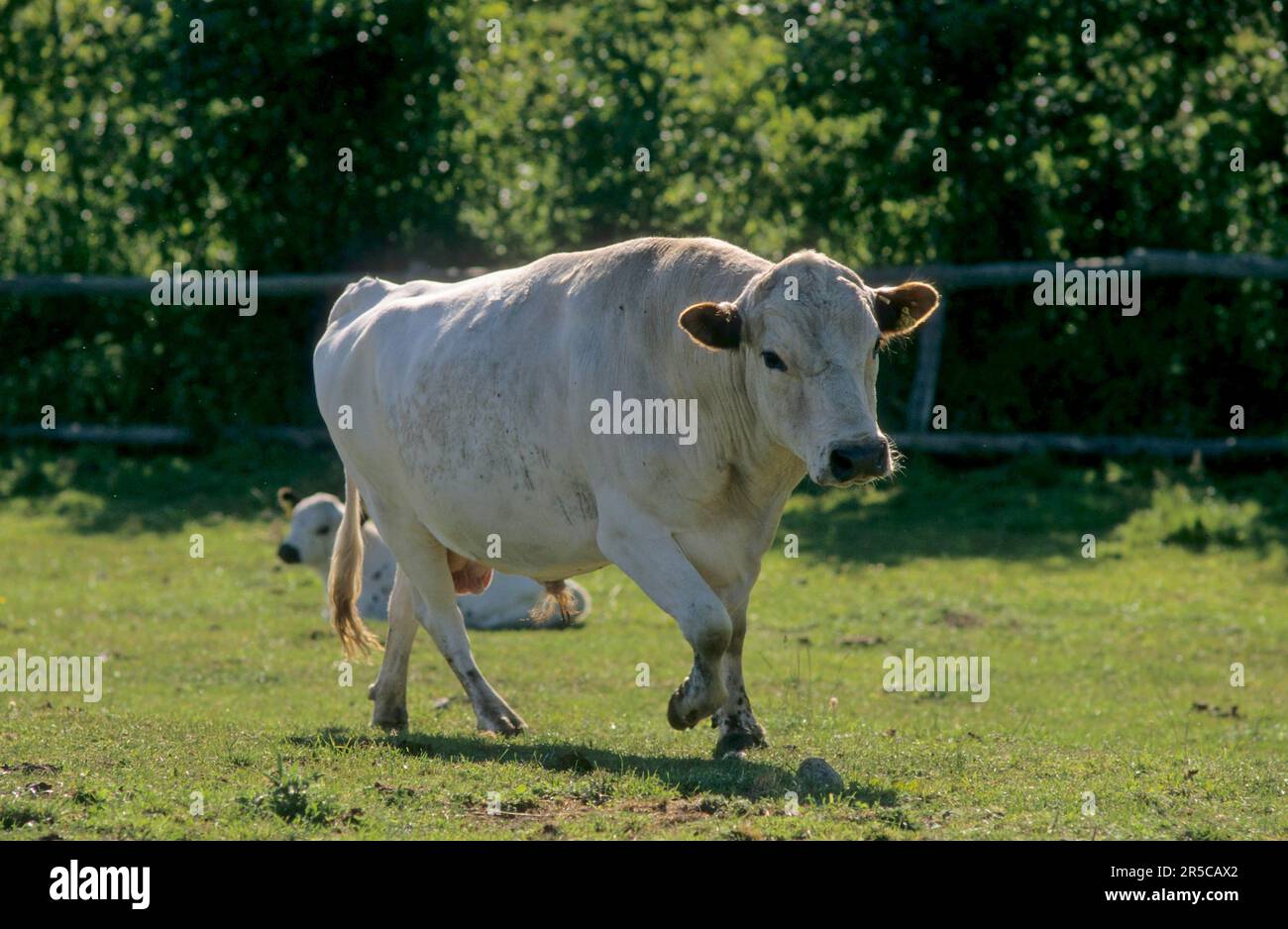 Swedish animal hi-res stock photography and images - Alamy