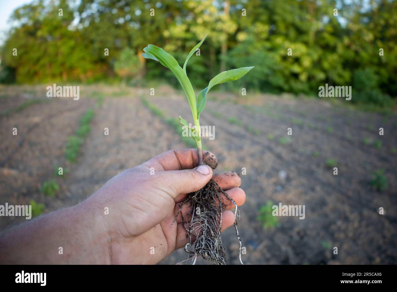 Female in hand checking soil hi-res stock photography and images - Alamy