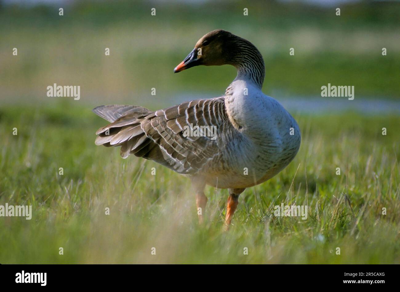 Taiga Bean Goose, Western Bean Goose, Western Taiga Bean Goose (Anser ...