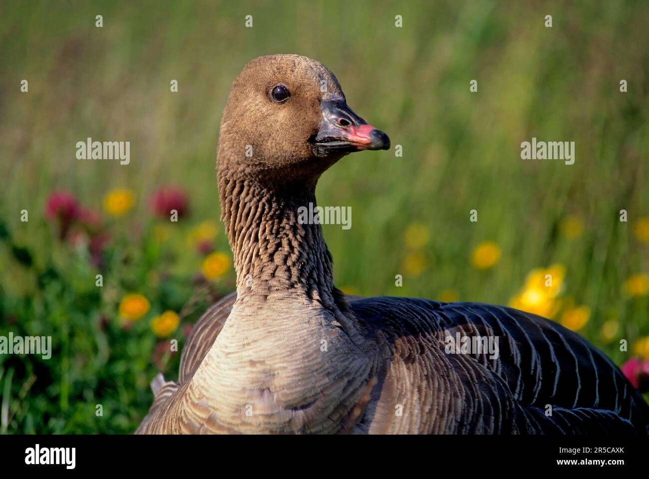 Pink-footed goose (Anser brachyrhynchus), Lesser White-fronted Goose ...